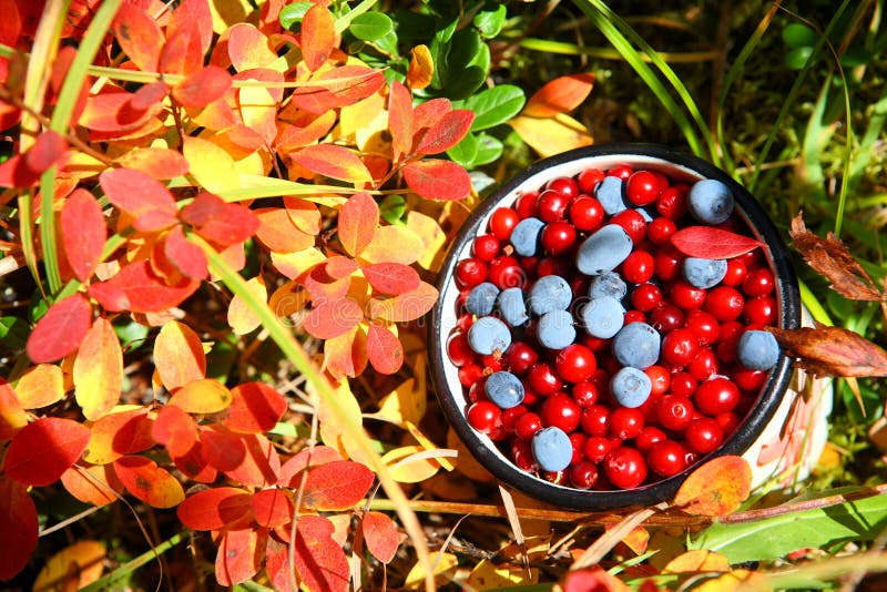 Wild berries stock image. Image of blue, berry, antioxidant - 6766605