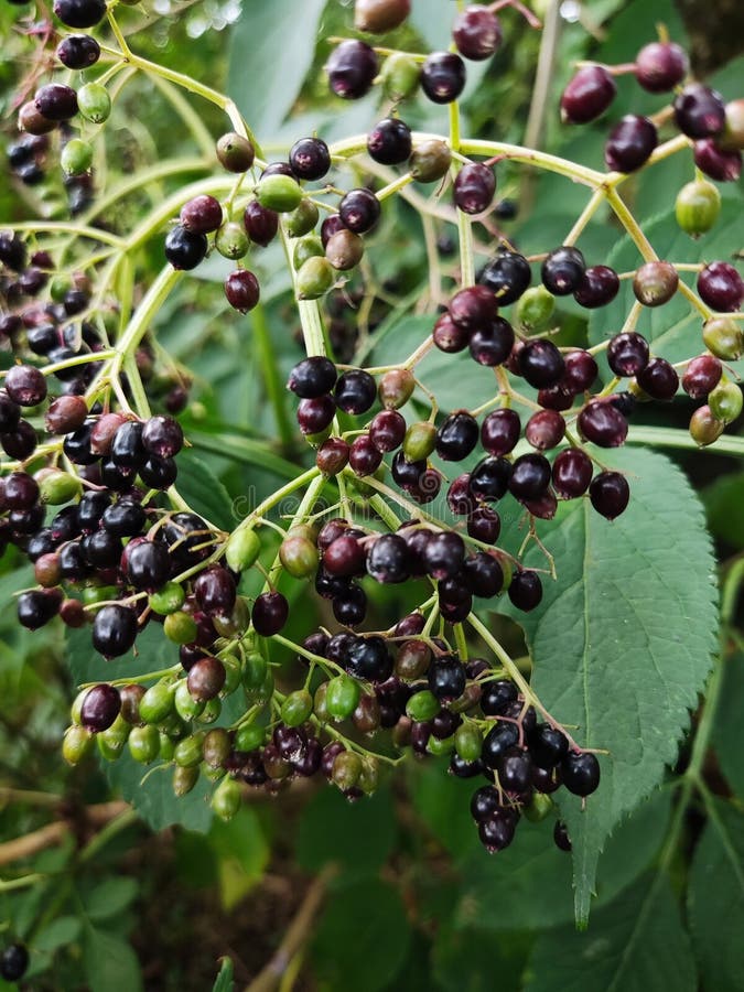 Wild Berries between the Bushes Stock Photo - Image of backyard, bushes ...