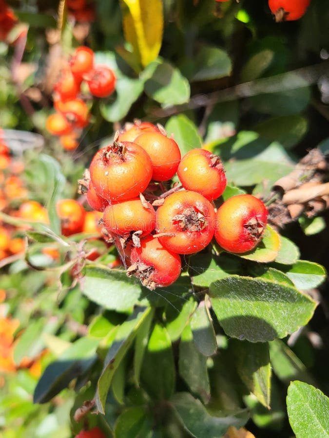 Wild Berries Captured Closeup Stock Photo - Image of flower, branch ...