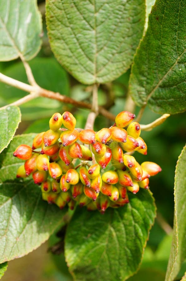 Wild berries stock image. Image of outdoor, nature, fruit - 42001757