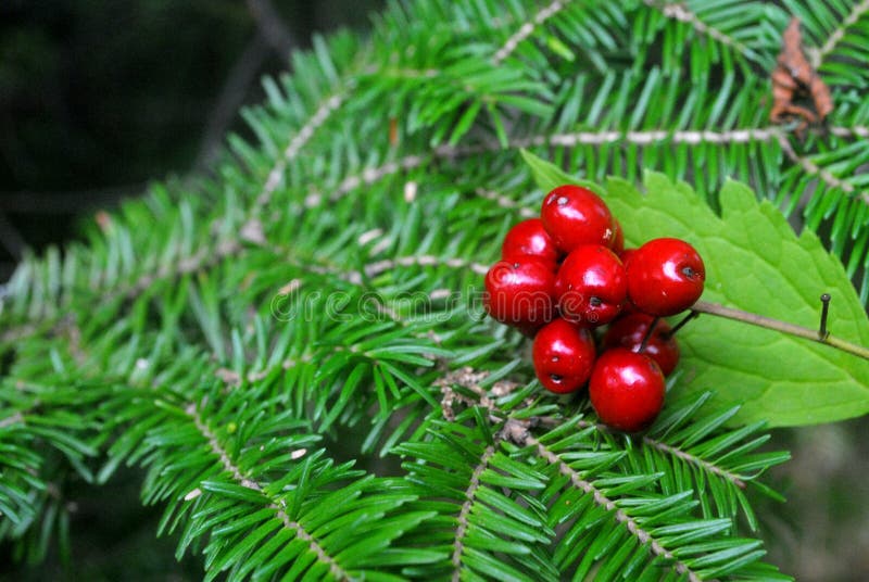 Wild Berries stock photo. Image of fall, tree, wisconsin - 48537908