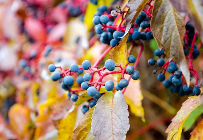 Wild Berries stock image. Image of bright, cherry, branch - 34373497