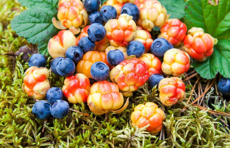 Wild berries stock image. Image of dessert, blueberry - 22335435