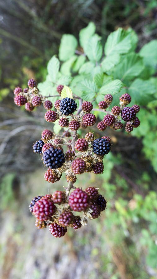 Wild berries on nature stock image. Image of wild, comprida - 211438685