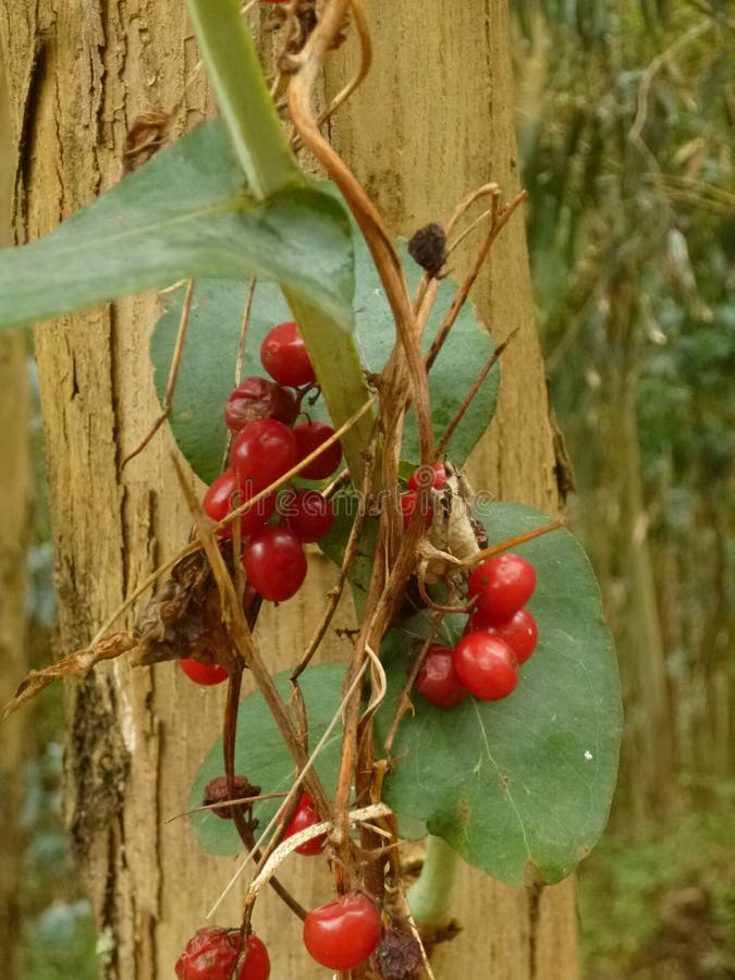 Wild Berries Near the Tree in the Forest Stock Image - Image of forest ...