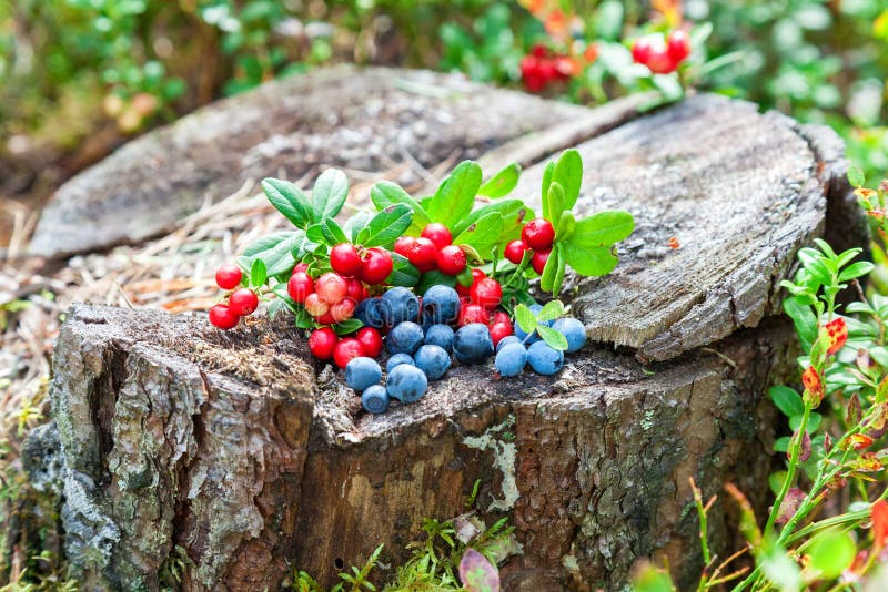 Wild berries in the forest stock image. Image of food - 29035363