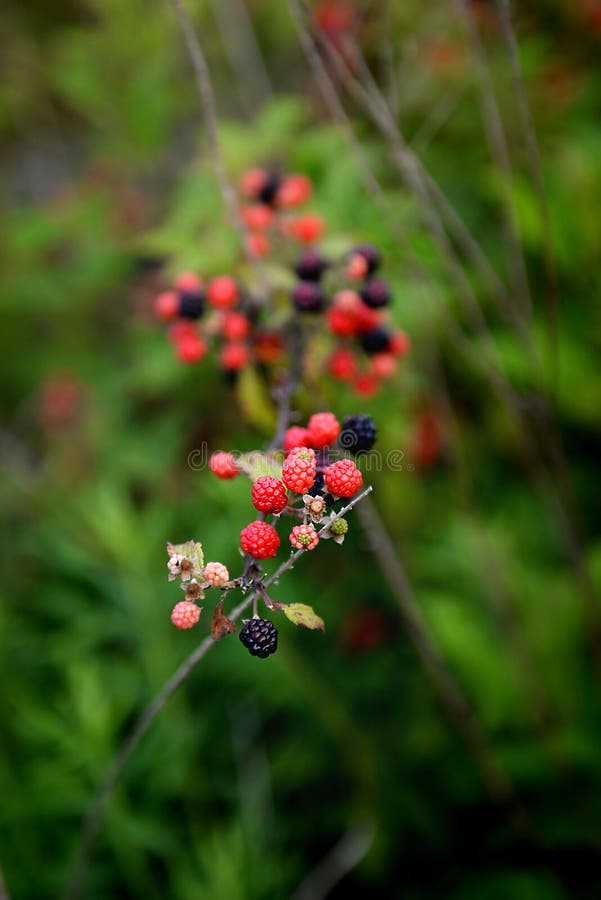 Wild Berries stock image. Image of black, wild, green - 56363927