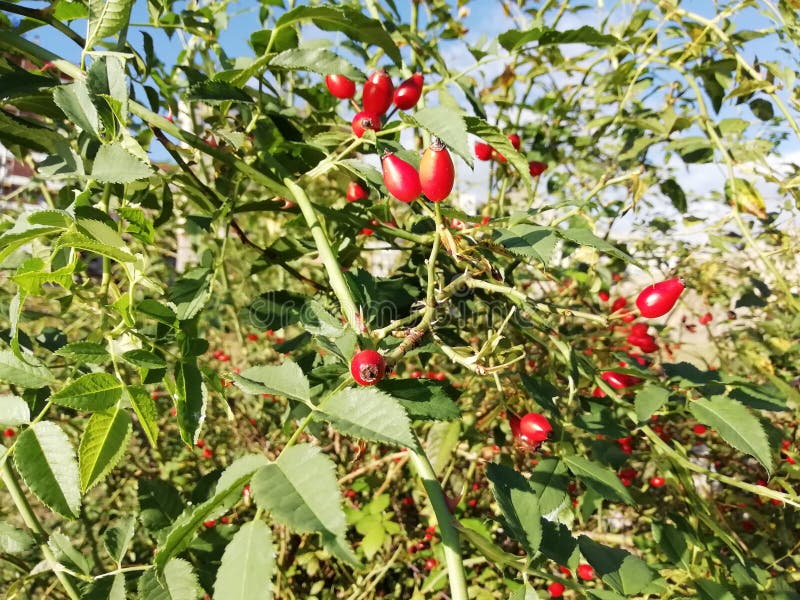 Wild red berries stock image. Image of wild, growing - 129142739