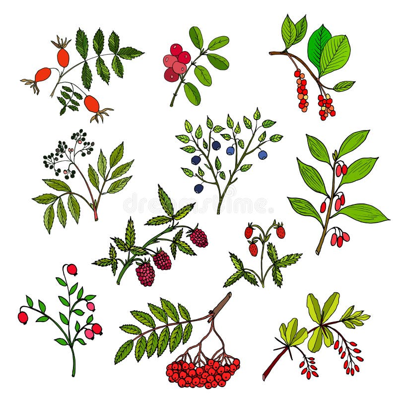 Wild berries set stock vector. Illustration of berry - 88758852