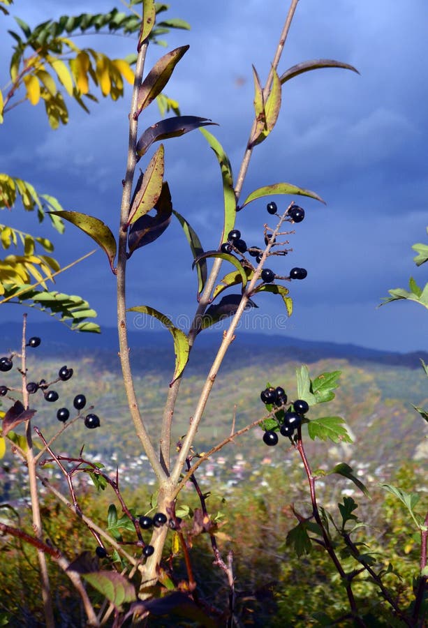 Wild berries stock photo. Image of light, front, outdoor - 54248384