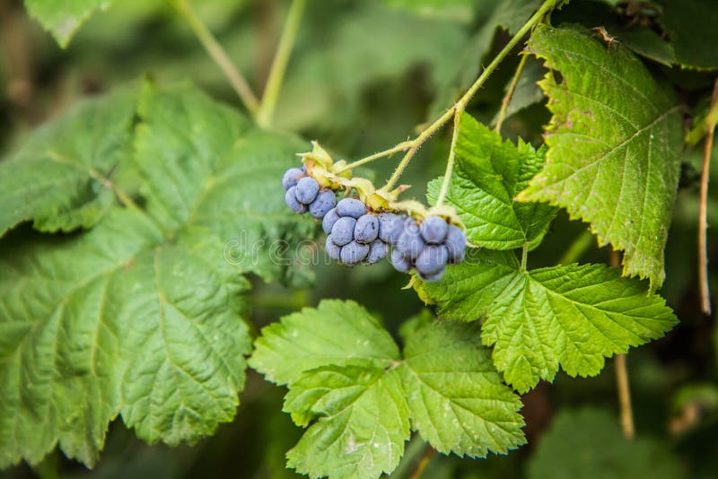 Wild berries stock image. Image of health, healthy, berry - 127834051