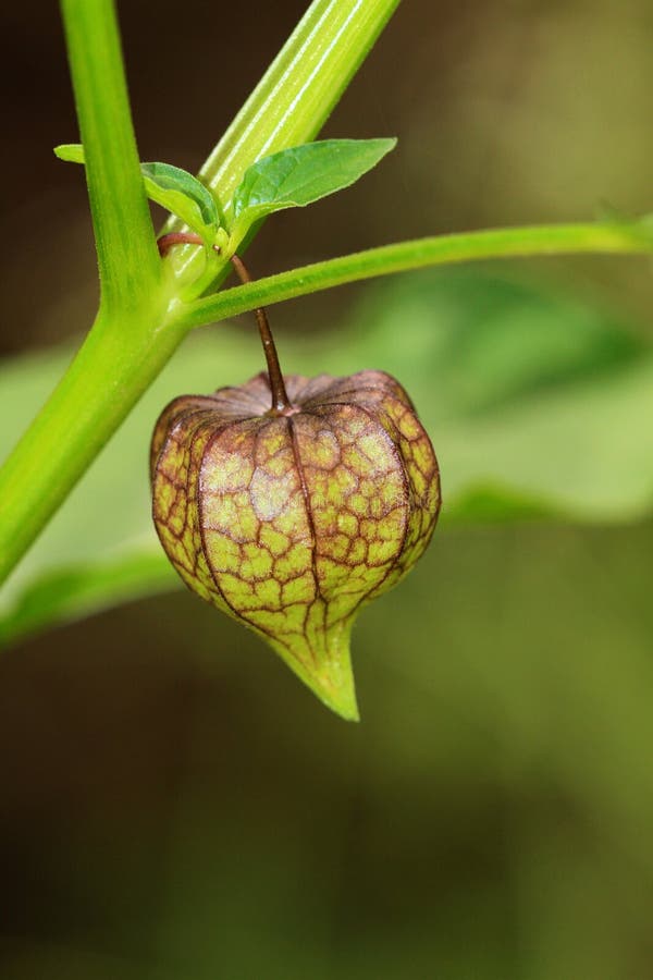 Wild berry stock image. Image of jungle, greenery, fruit - 16132381