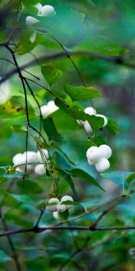 Wild berry stock photo. Image of natural, leaf, botany - 26749486