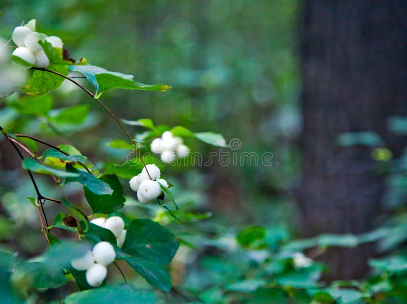 Wild berry stock photo. Image of forest, nutrition, garden - 26749496