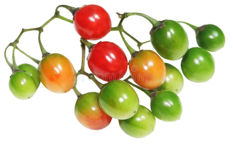 Wild berry stock photo. Image of isolated, white, botanical - 6059056