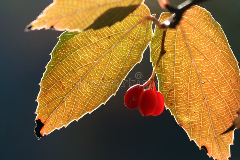 Wild berry stock image. Image of honeysuckle, vertical - 7734269