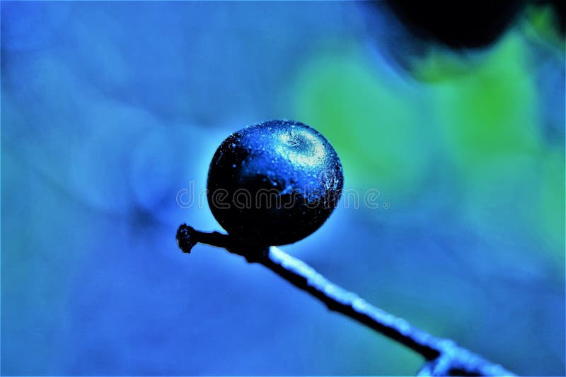 Wild berry close up stock photo. Image of berry, details - 114235094