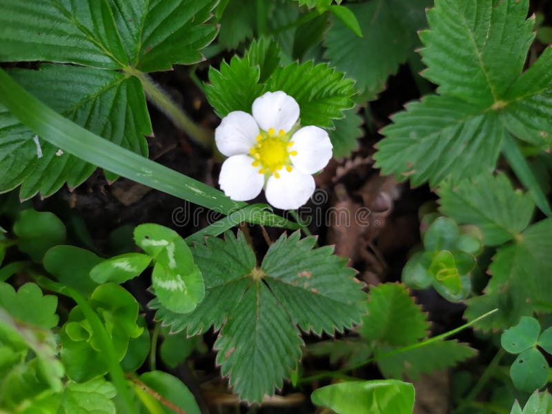 Wild berry flower stock image. Image of petal, nature - 184502837