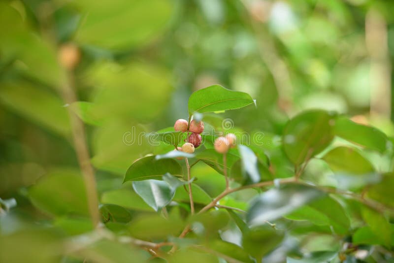 Wild berry stock image. Image of colorful, green, droop - 90733823