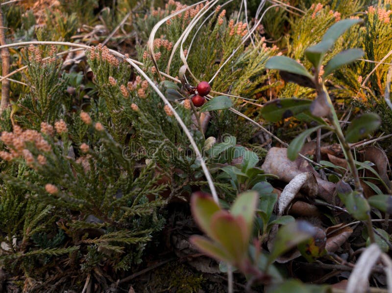 Wild Berry Growing in the Forest in Spring Time Stock Image - Image of ...