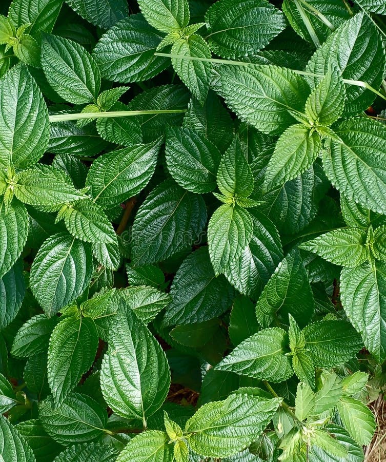 Wild Berry leaves stock image. Image of wild, leaves - 240058223