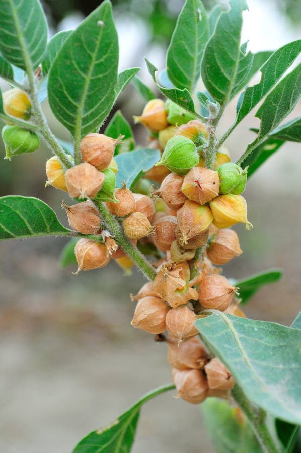 Wild berry plant stock photo. Image of colored, bunch - 14040926