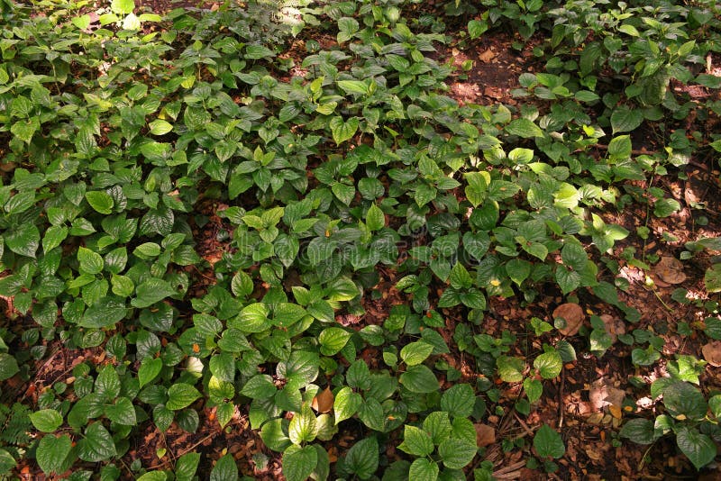Wild Betel Leaf bush stock photo. Image of ingredient - 99758952