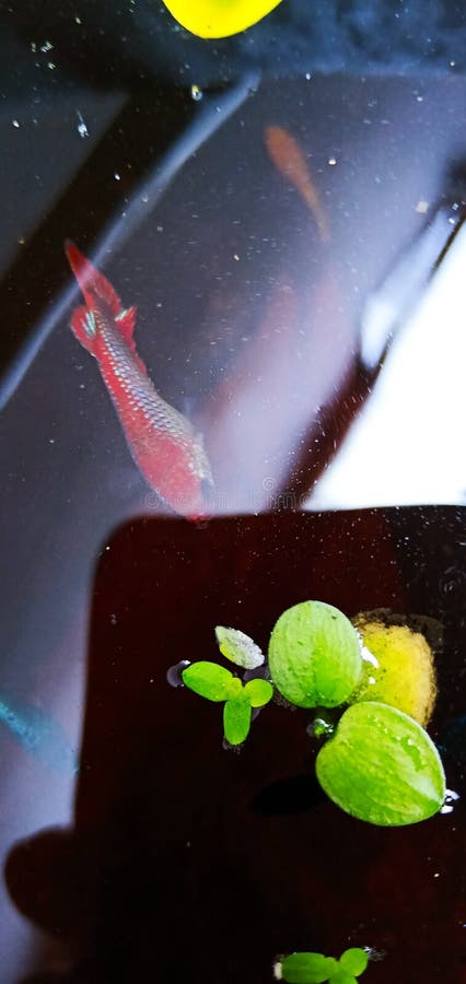 Wild Betta Fish in the Pond Stock Image - Image of green, pool: 205102389