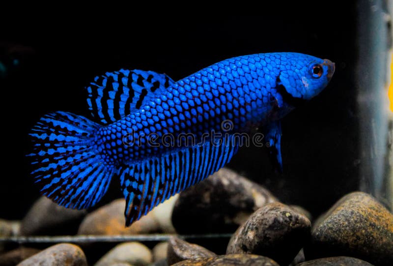 Betta fish mahachai blue stock image. Image of tank - 269207379
