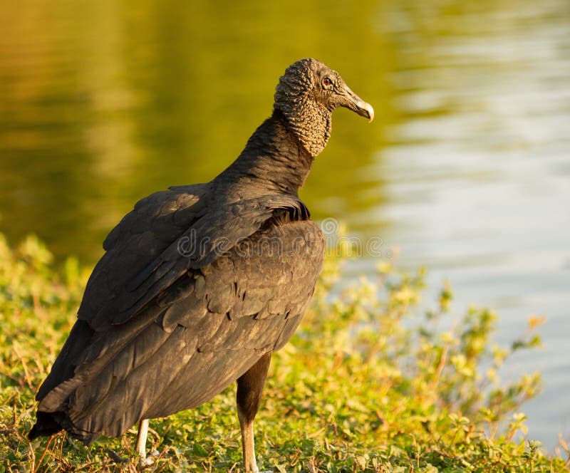Wild big black bird stock photo. Image of grass, black - 188910716