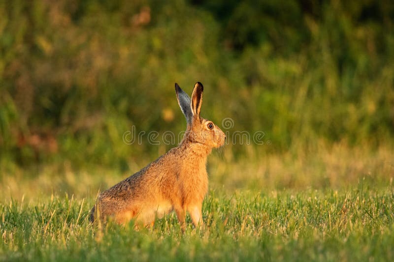 A Wild Big Hare Sits in the Grass in a Meadow Stock Photo - Image of ...