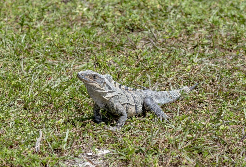 Wild big lizard stock image. Image of crawling, primitive - 114209013