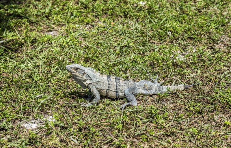 Wild big lizard stock image. Image of gently, ecology - 44610935
