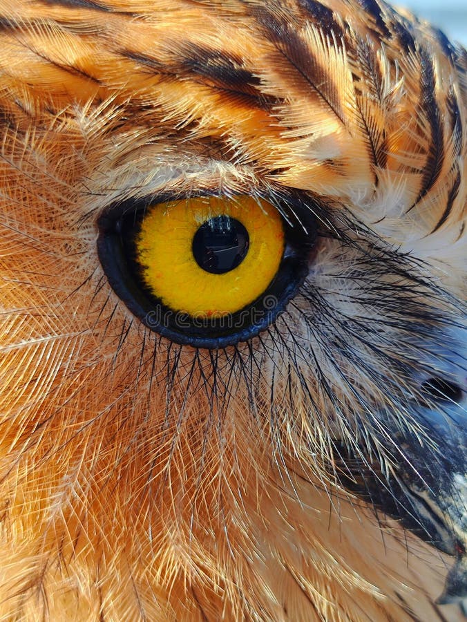 The Wild, Big and Sharp Eyes of an Owl. Stock Photo - Image of eyes ...