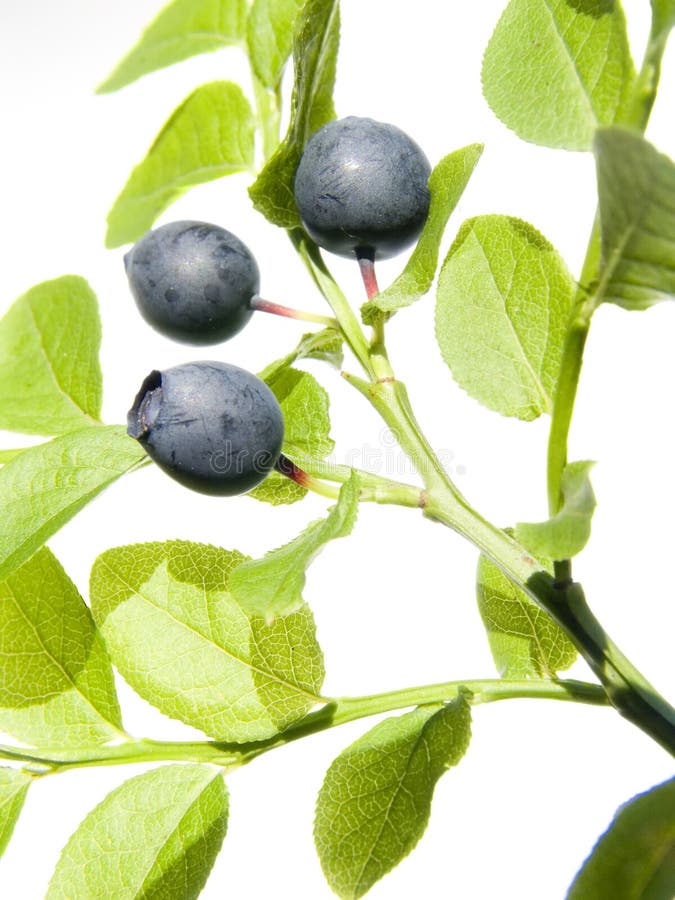 Wild bilberry stock photo. Image of leaf, berry, green - 1634348
