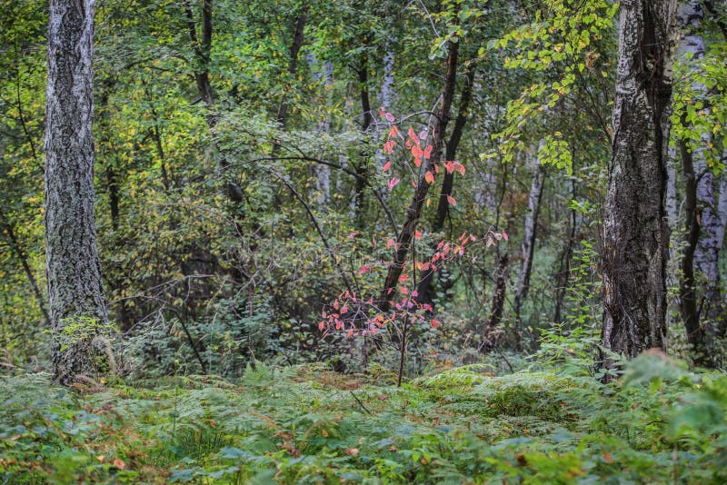 Wild Birch Forest in Summer Stock Photo - Image of nature, birch: 189375030