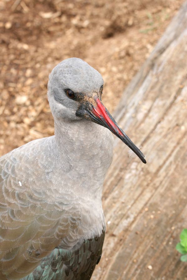 Hadida stock image. Image of hadida, green, grass, bird - 10182741