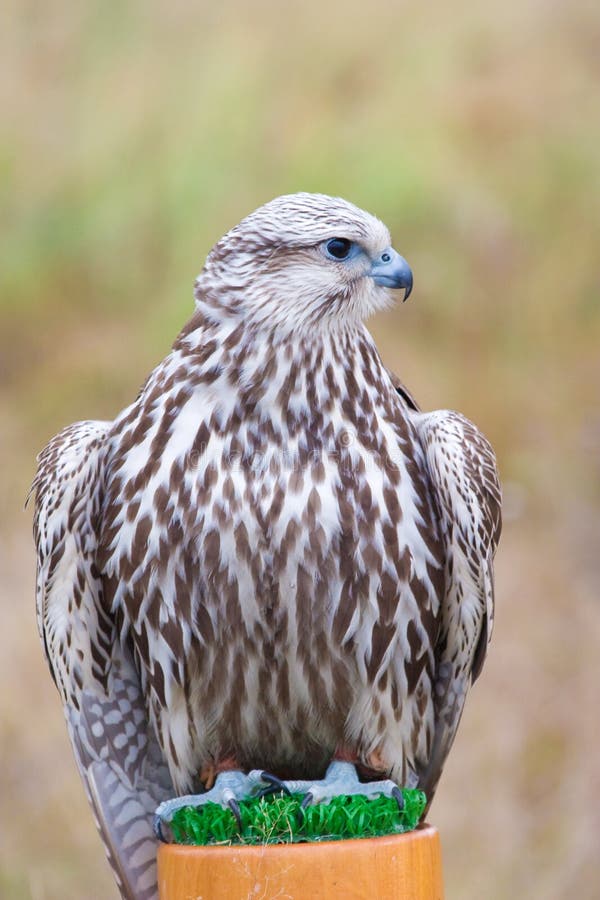 Wild bird stock image. Image of bird, hunting, european - 11409723