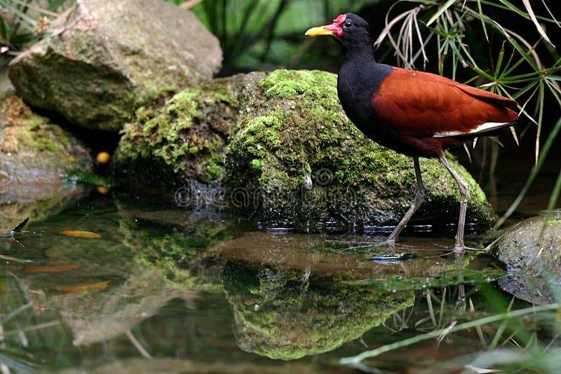 Wild Bird stock image. Image of natural, nose, body, america - 1359297