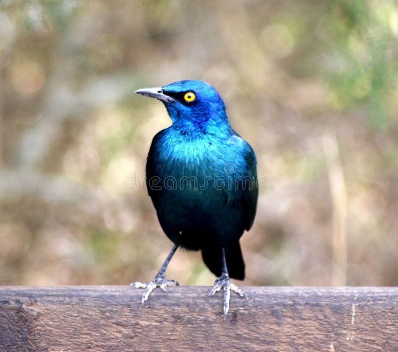 Wild bird stock image. Image of close, striking, elephant - 14156683