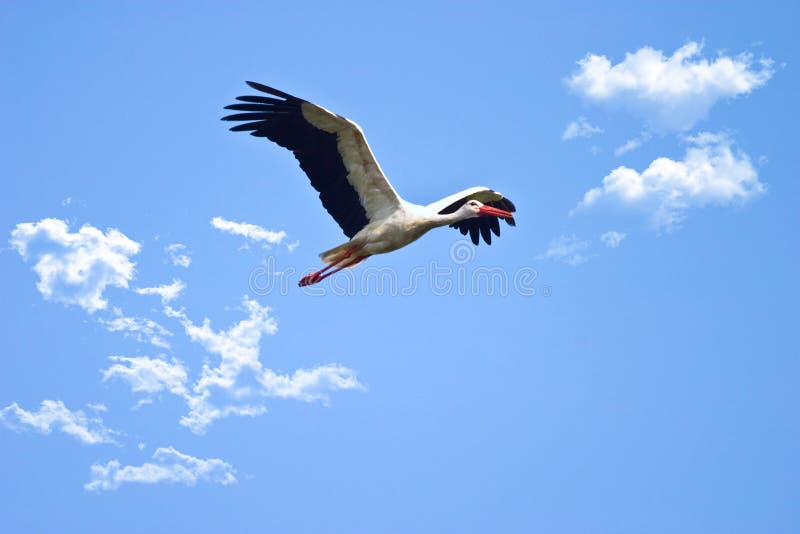 Wild bird stock photo. Image of spring, life, colorful - 17942338