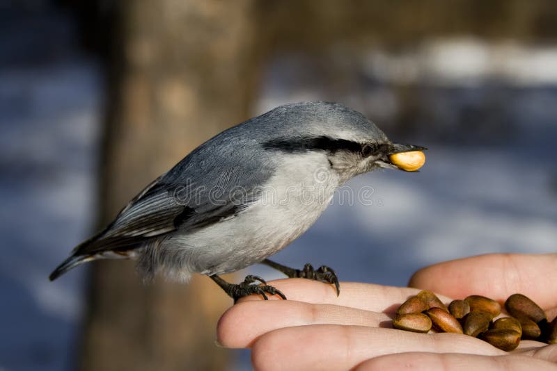 The Wild Bird Picture. Image: 2115105