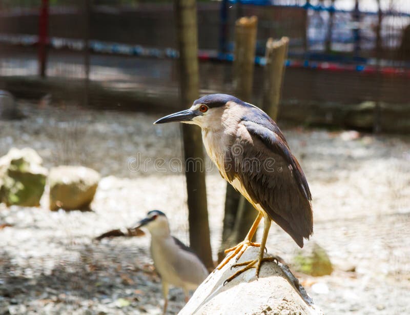 Wild bird stock image. Image of nature, wildlife, brown - 25371887