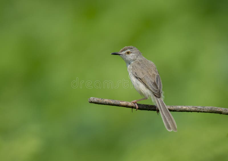 A Wild Bird Perch on the Tree Branch Alone . Stock Image - Image of ...