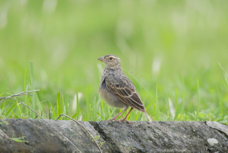 Bird alone, indian bird stock photo. Image of birdsn - 152486254