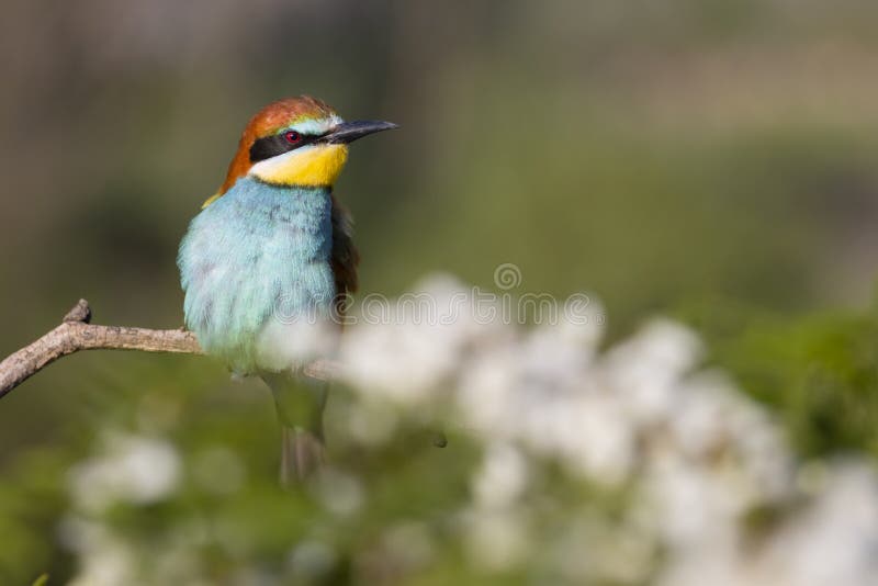 Wild Bird Bee-eater on a Flowering Branch Stock Photo - Image of soar ...