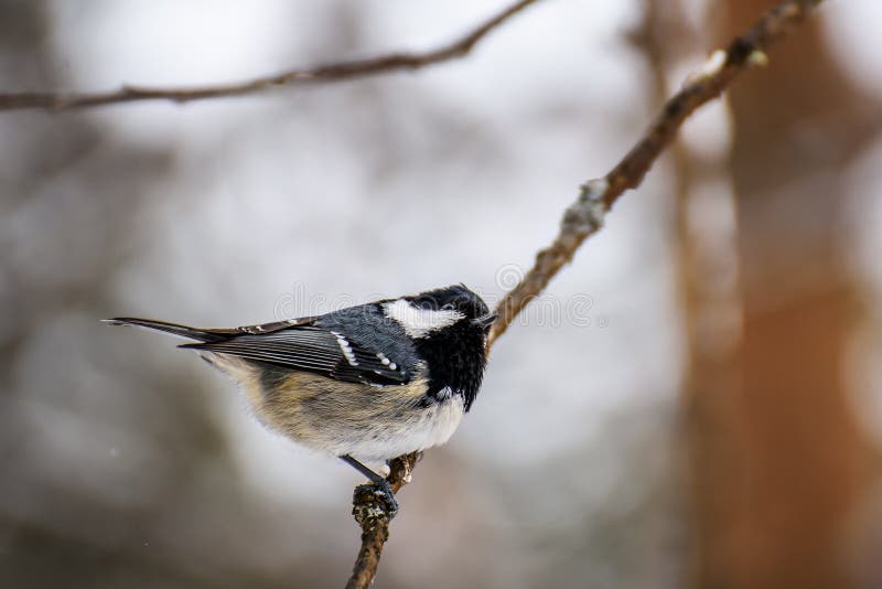 Wild bird on a branch stock image. Image of branch, bird - 150299229