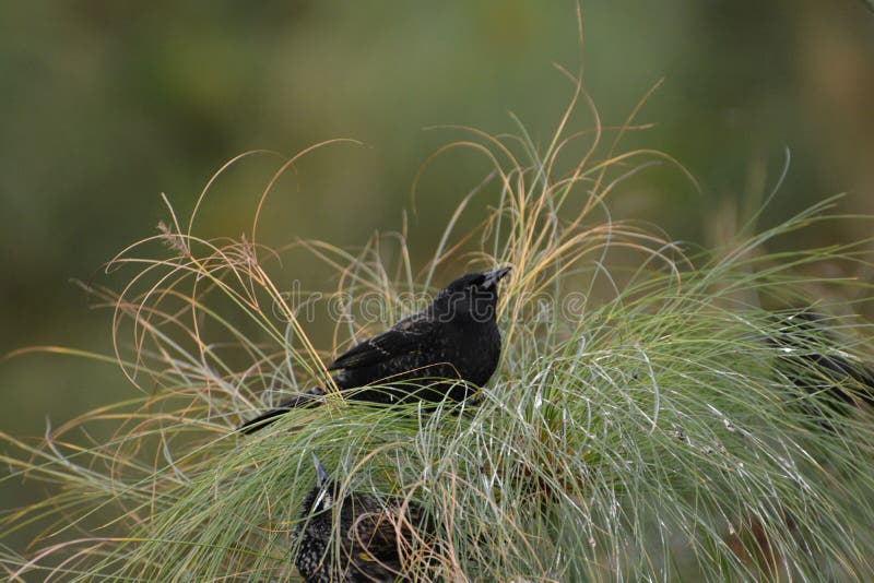 Wild bird in Chile stock image. Image of duck, lagoon - 82676903