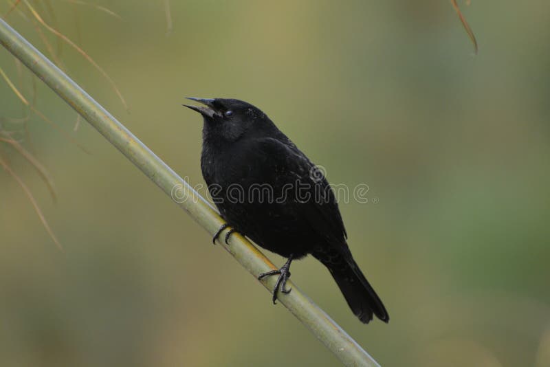 Wild bird in Chile stock photo. Image of wilderness, bird - 82687680