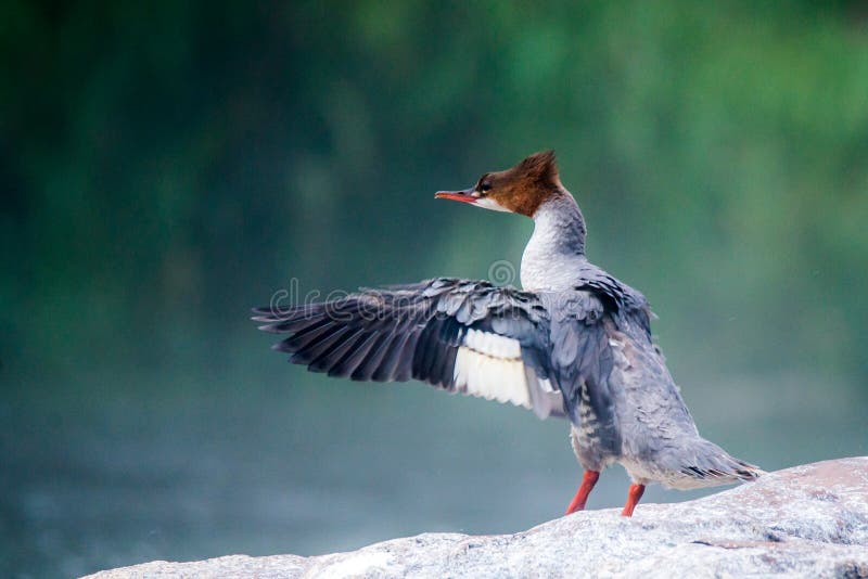 Common Merganser stock photo. Image of merganser, duck - 194610252